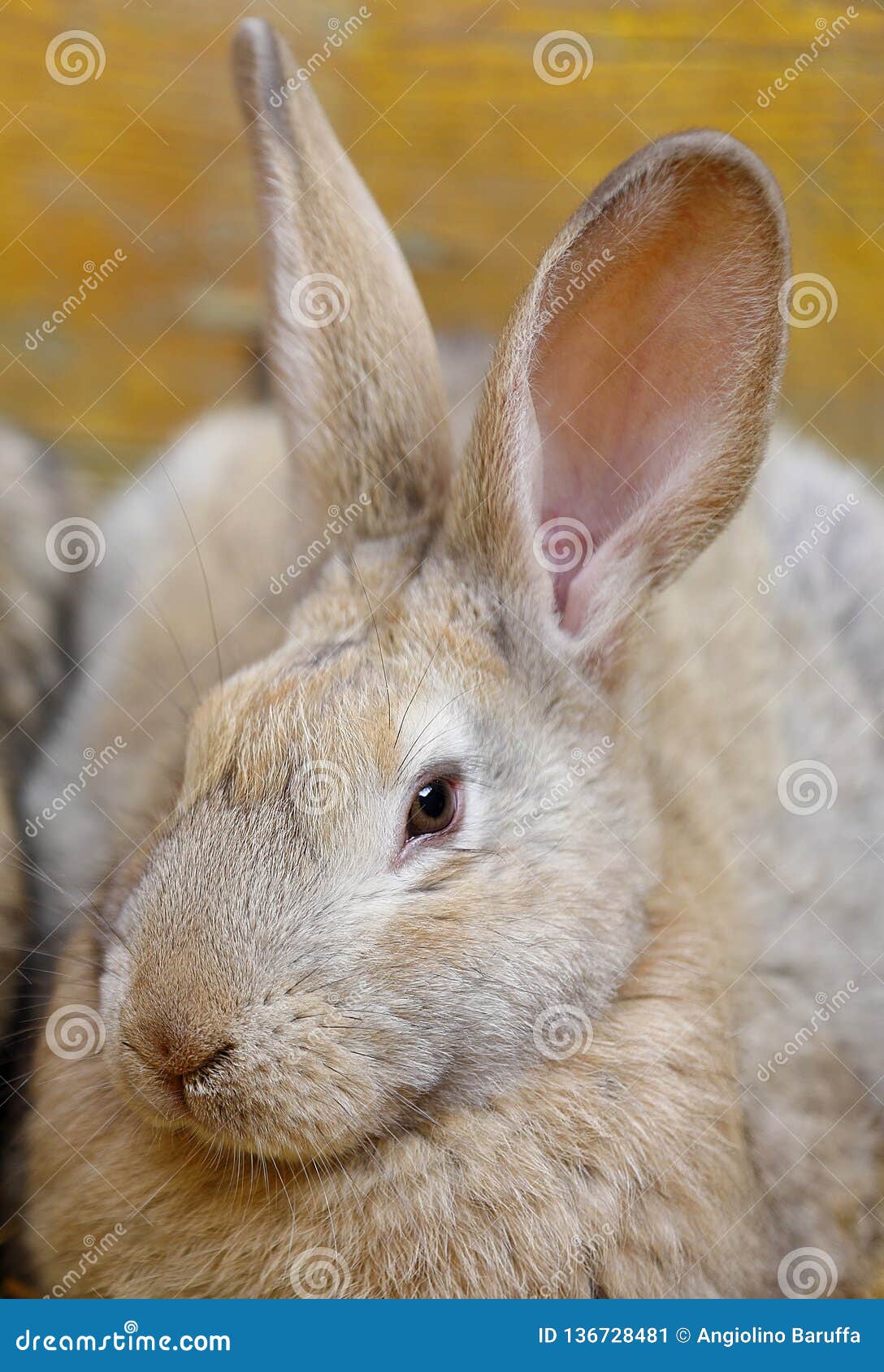 Close-up of a Rabbit Crouching on the Straw of the Cage Stock Image ...