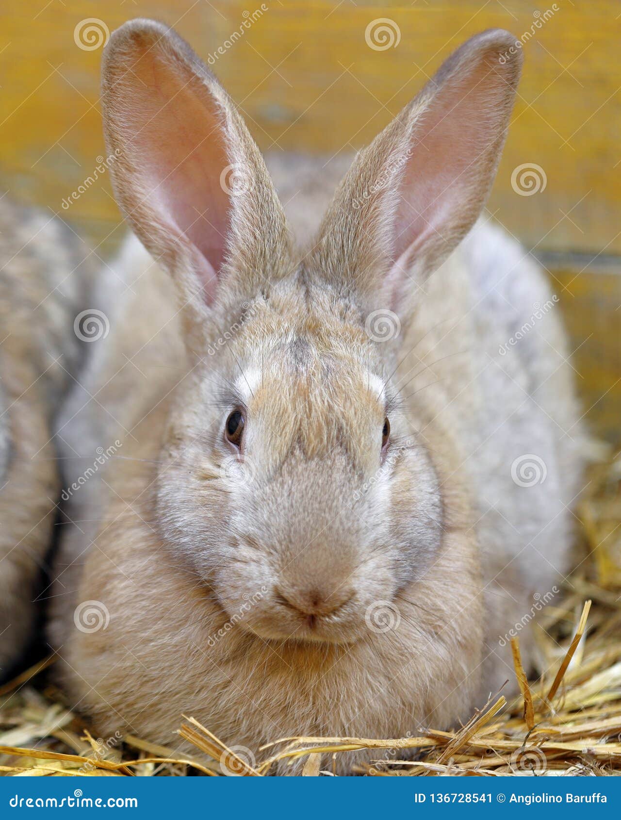 Close-up of a Rabbit Crouching on the Straw of the Cage Stock Image ...
