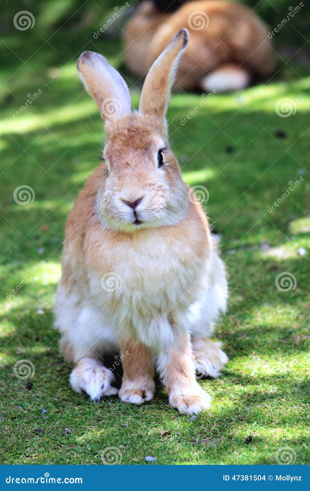 Close Up of a Rabbit stock photo. Image of wildlife, bunny - 47381504