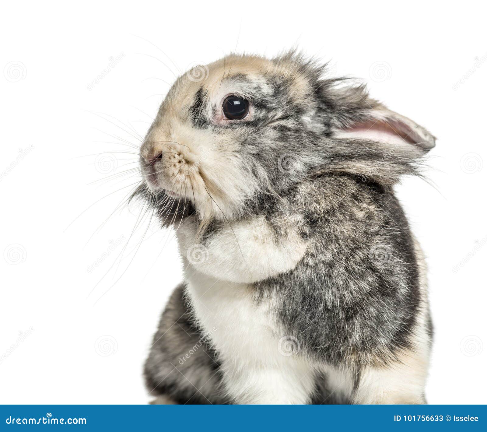 Close-up of a Rabbit, Isolated Stock Image - Image of white, people ...
