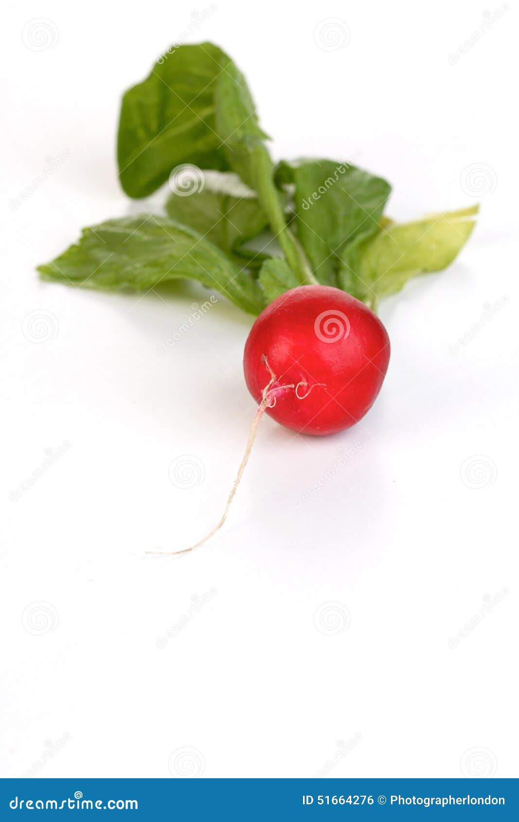 Close-up of Raddish on White Background Stock Photo - Image of bunch ...