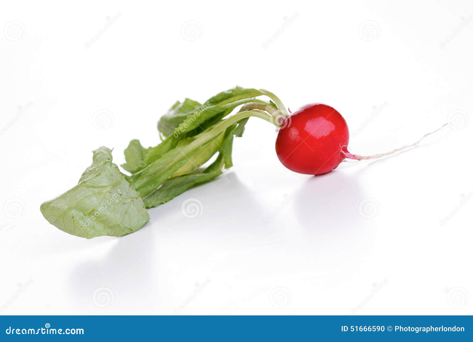 Close Up of Raddish on White Background Stock Photo - Image of ...