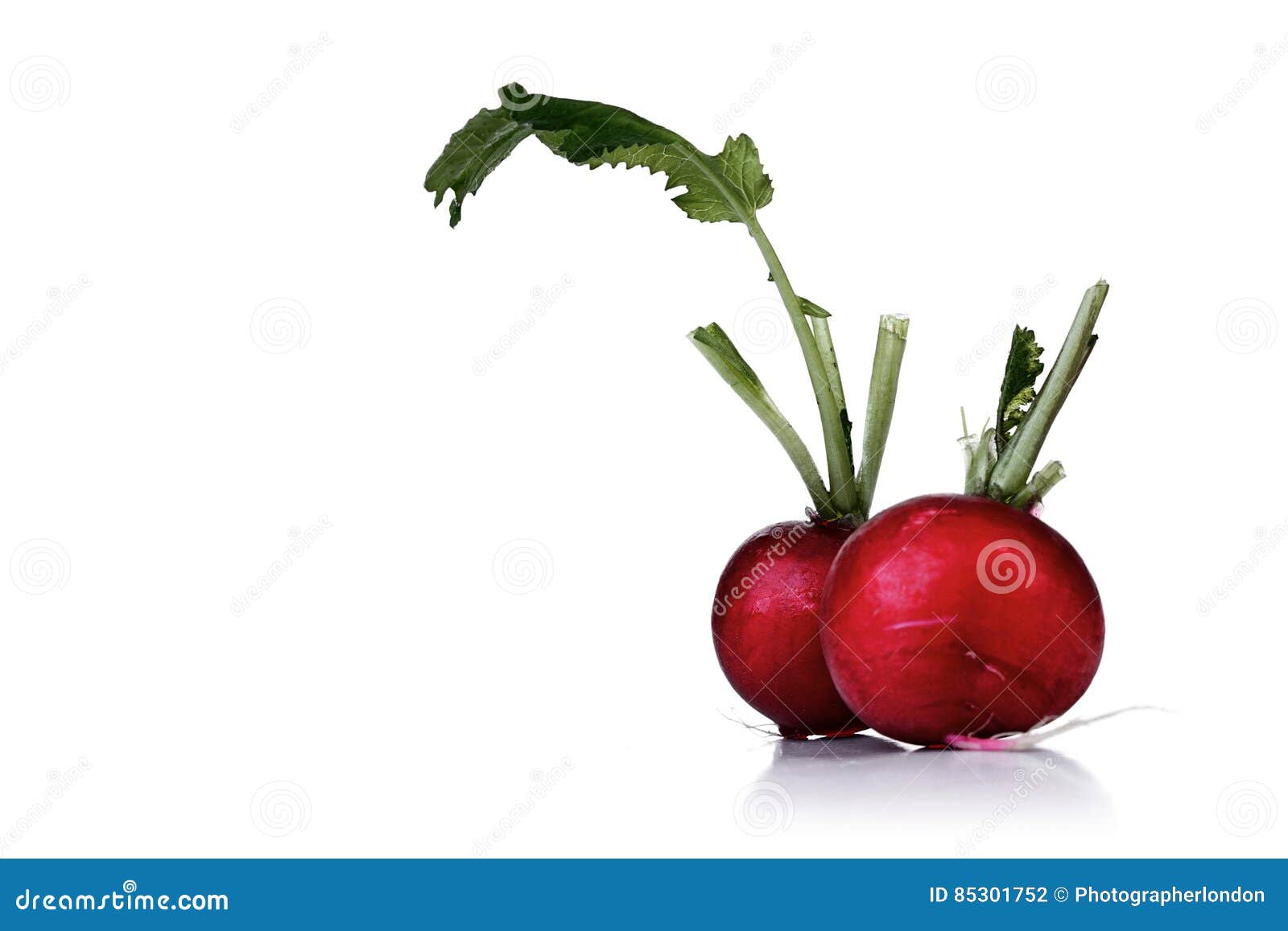 Close-up of Raddish on White Background Stock Photo - Image of ...