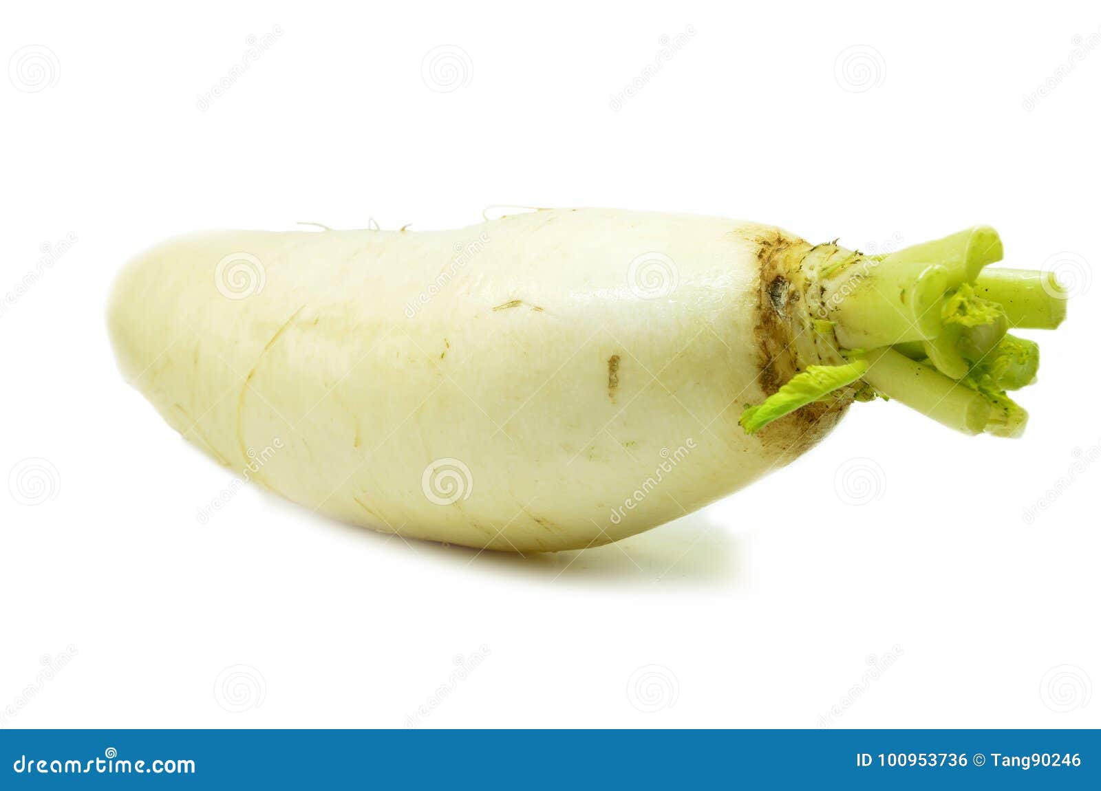 Close up of raddish stock photo. Image of radish, flower - 100953736