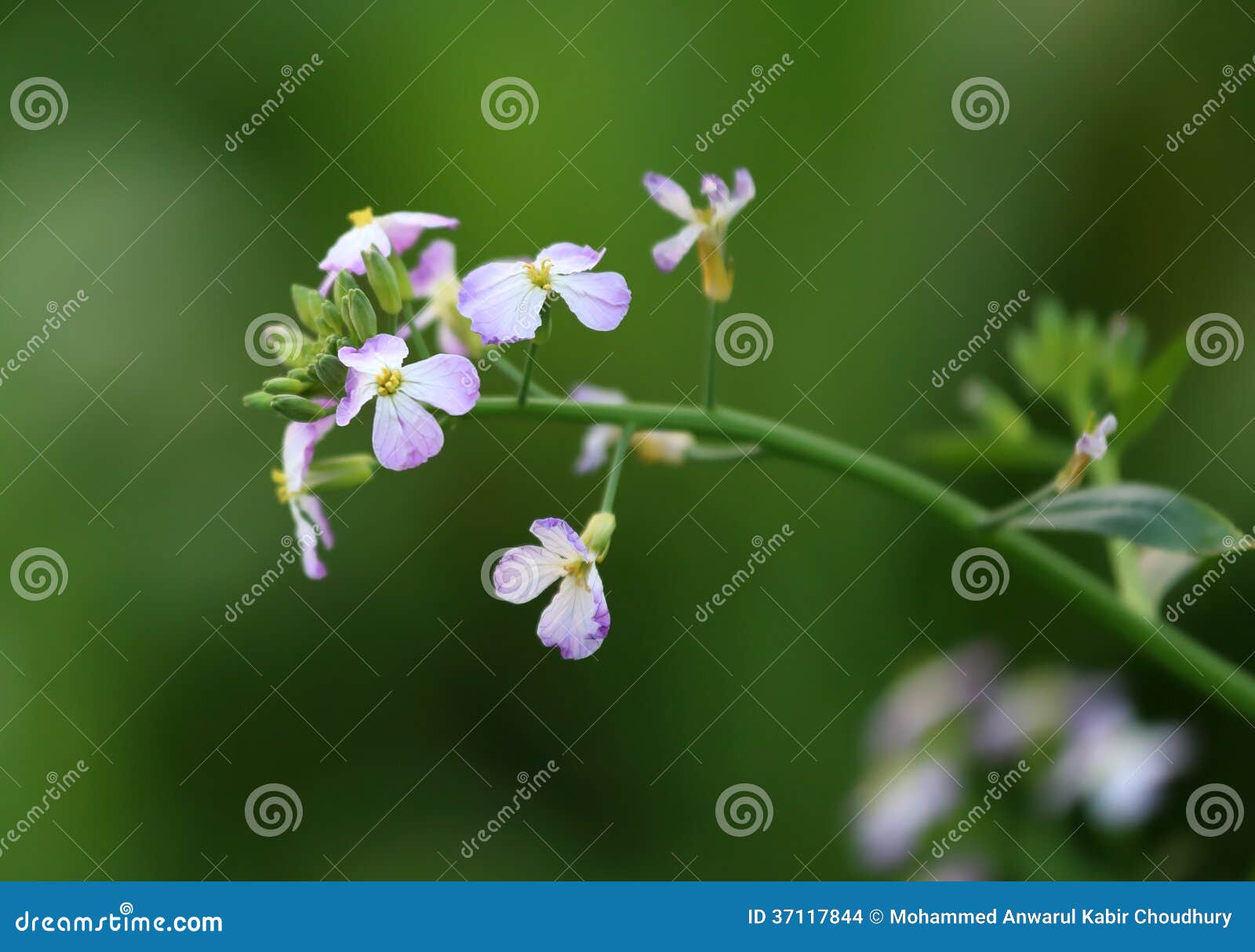 Close up of radish flower stock photo. Image of healthy - 37117844