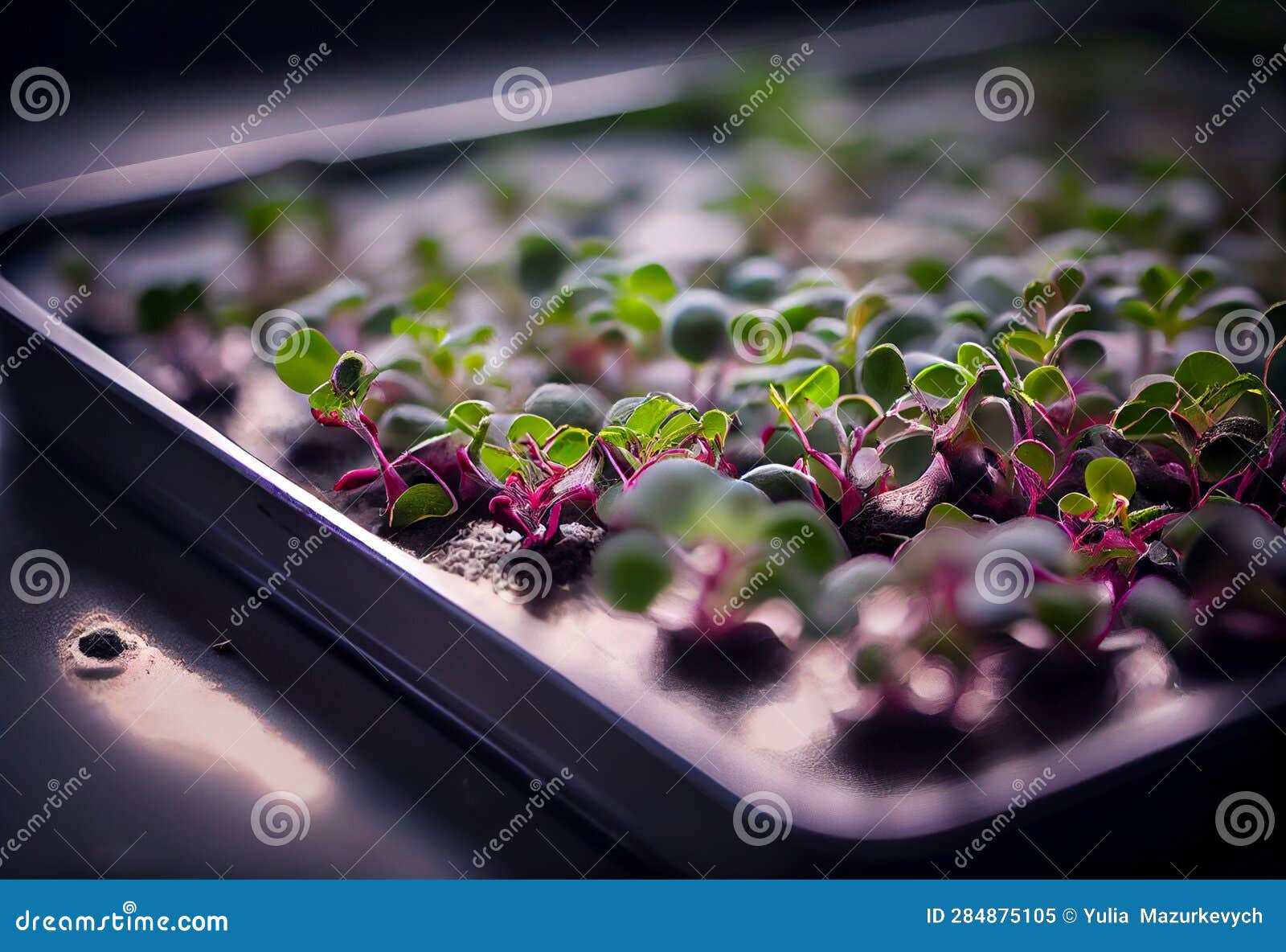 Close-up of Radish Microgreens Growing in Tray, AI Generated Stock ...
