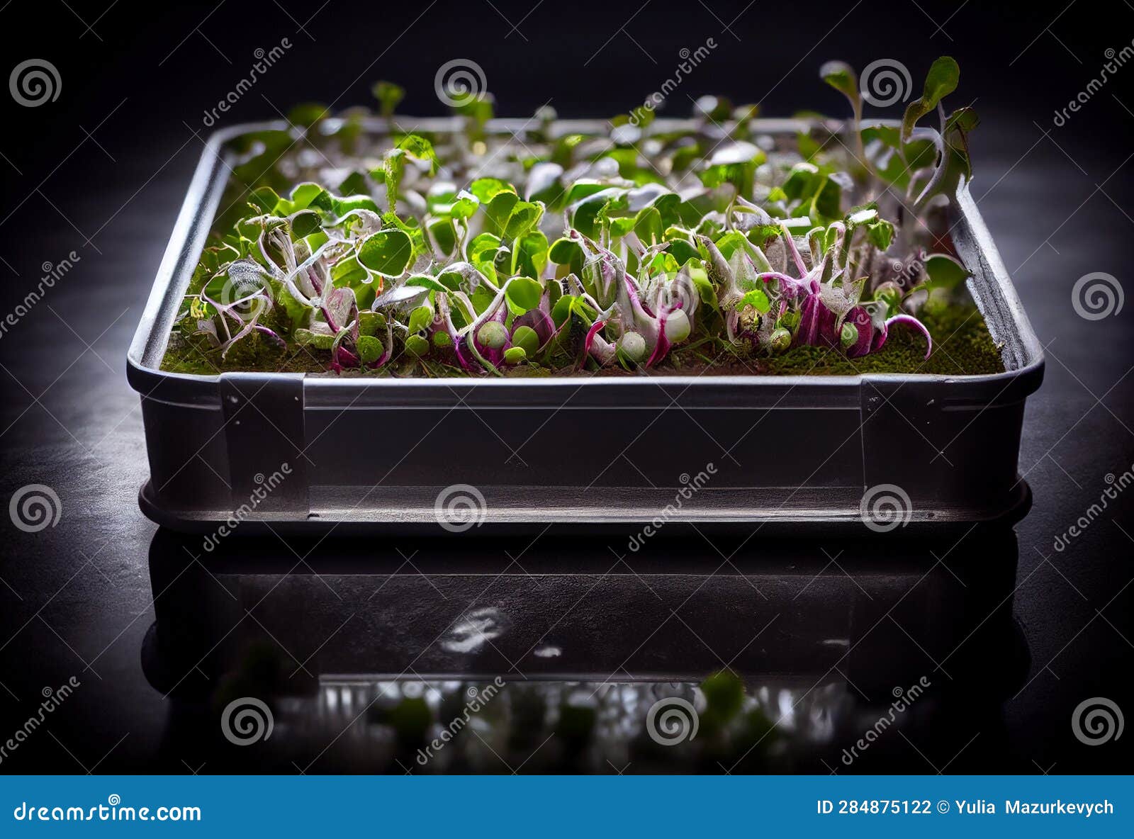 Close-up of Radish Microgreens Growing in Tray, AI Generated Stock ...