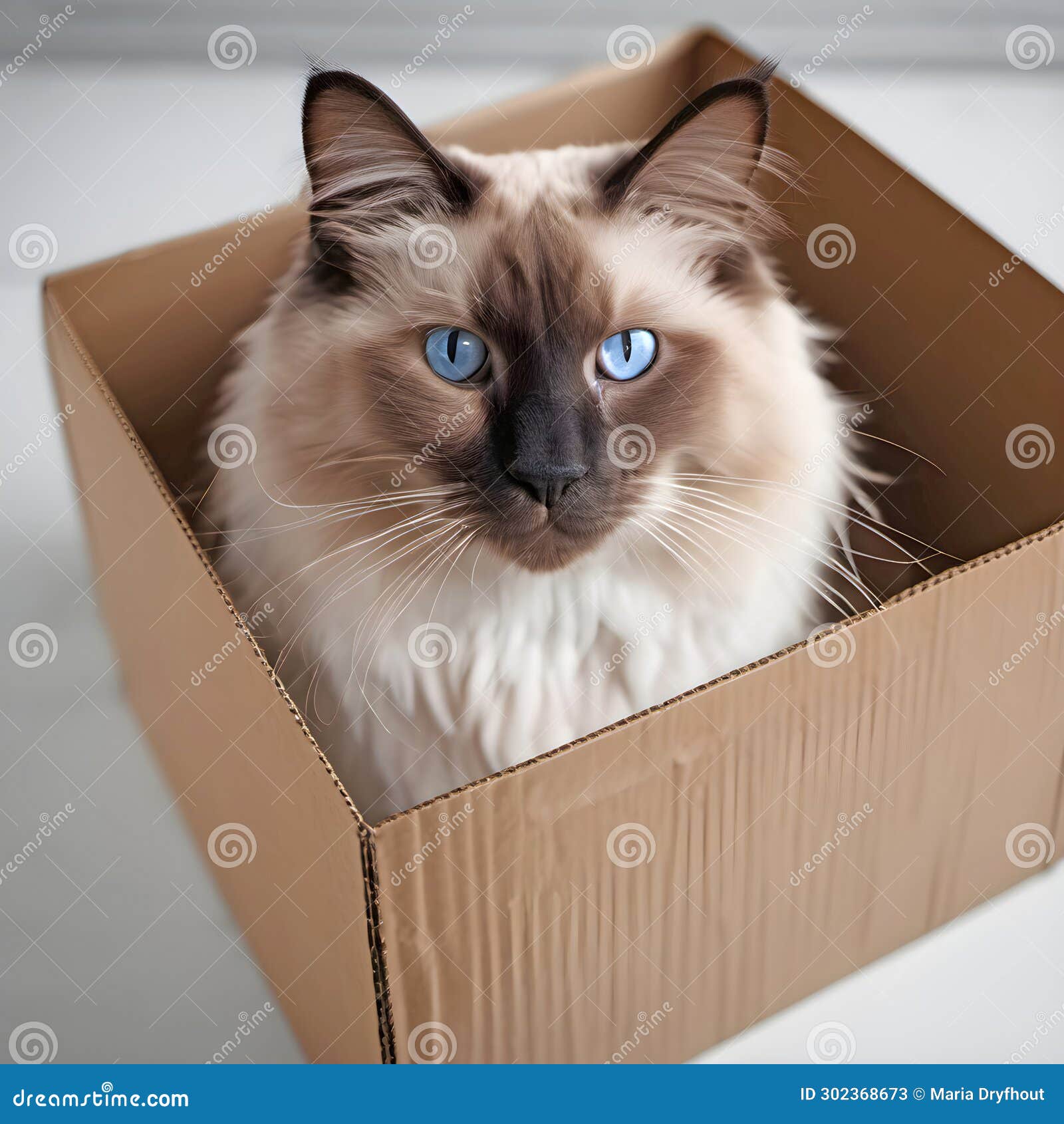 Ragdoll Cat In Cardboard Box Royalty-Free Stock Photography ...