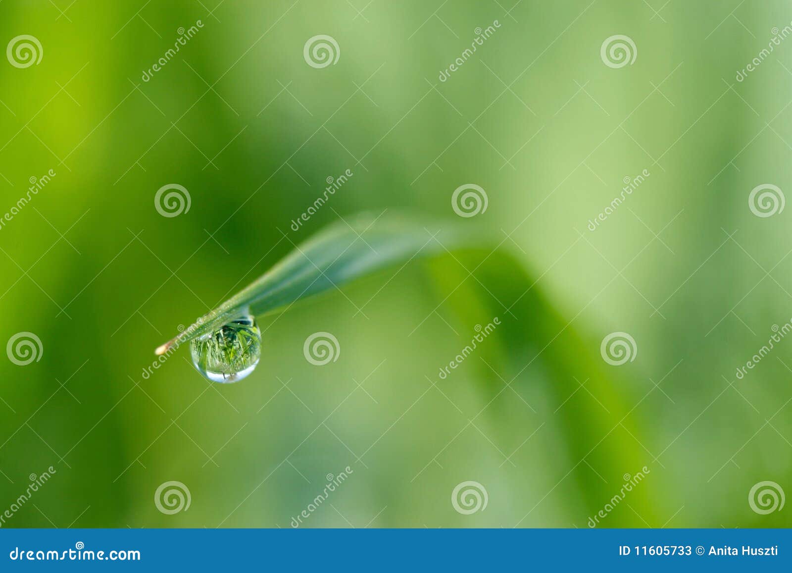 Close-up rain drop stock image. Image of drop, rain, peace - 11605733