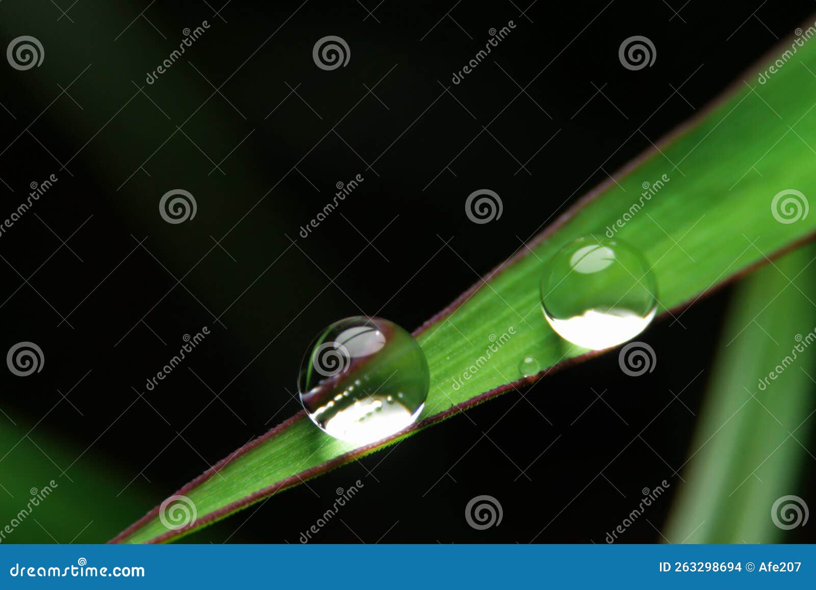 Close-up rain drop on leaf stock photo. Image of transparent - 263298694
