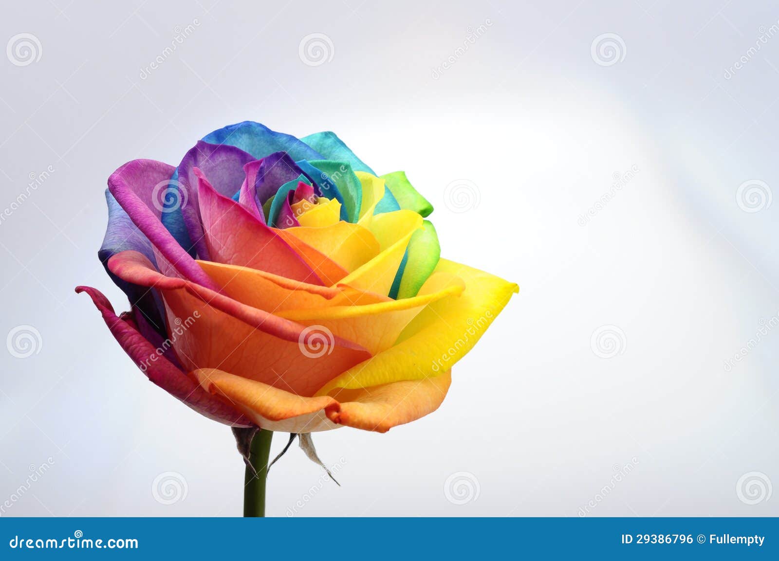 Rainbow Rose Background Stock Photo | CartoonDealer.com #42340200