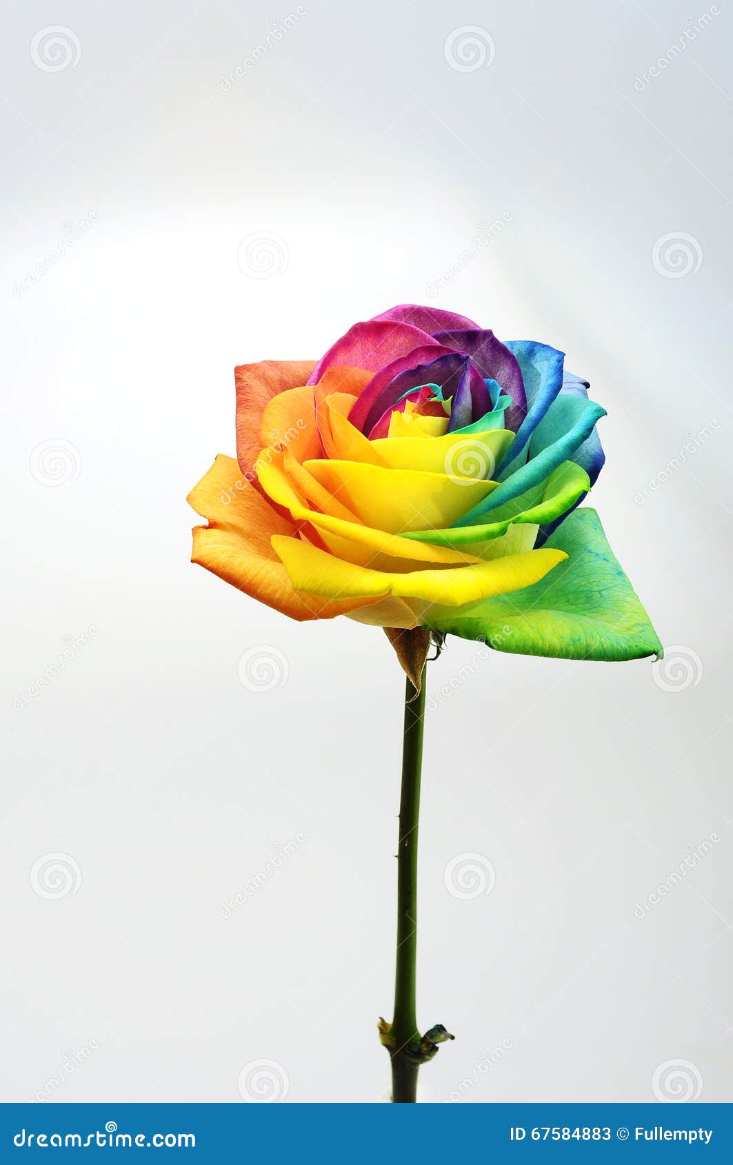 Close Up of Rainbow Rose Flower Stock Image - Image of beauty, macro ...