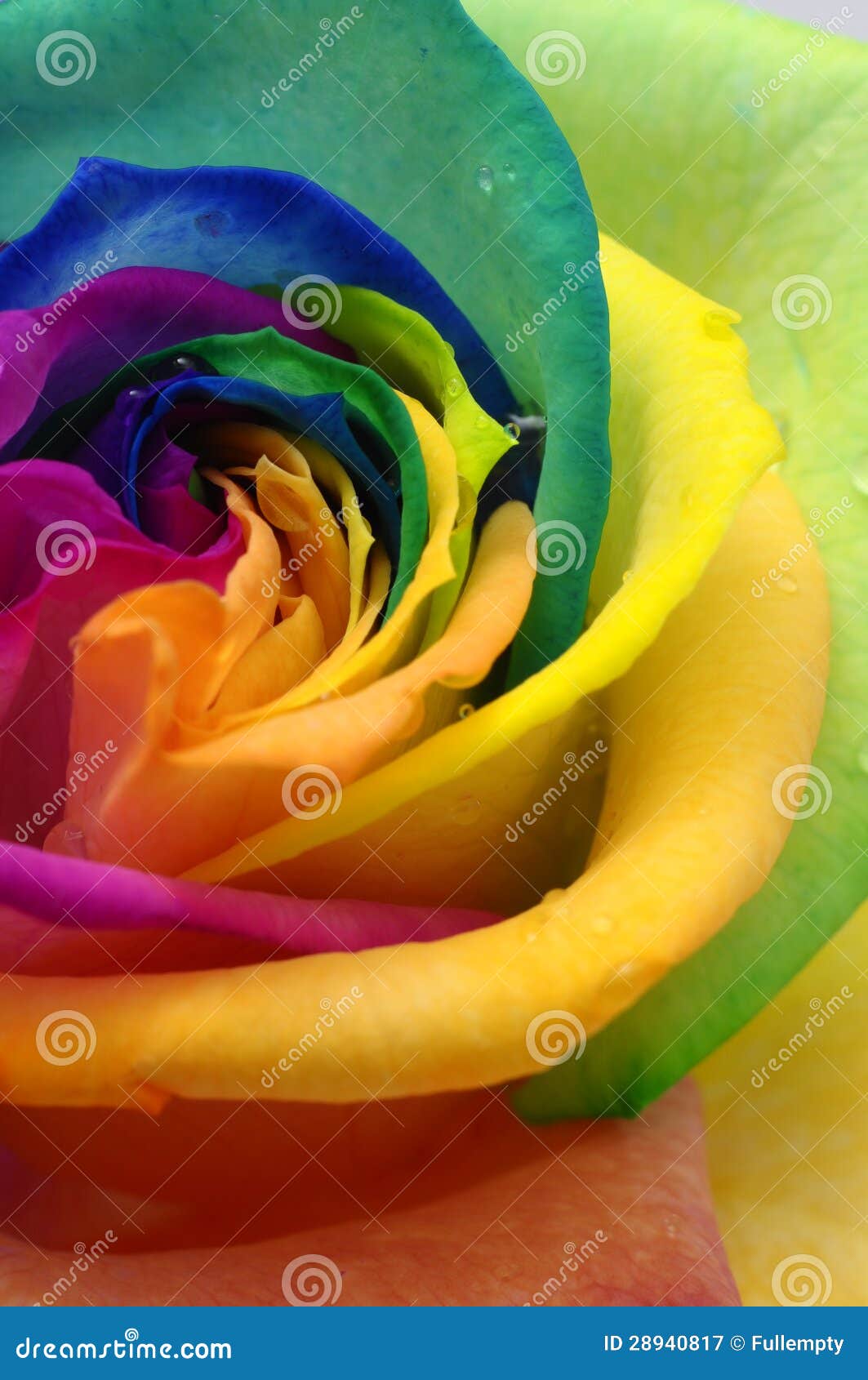 Close Up of Rainbow Rose Heart Stock Image - Image of pure, petal: 28940817
