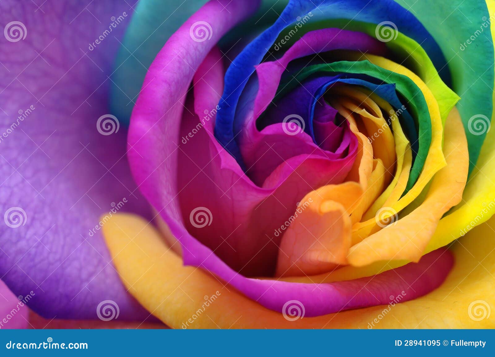 Close Up of Rainbow Rose Heart Stock Image - Image of pure, herb: 28941095