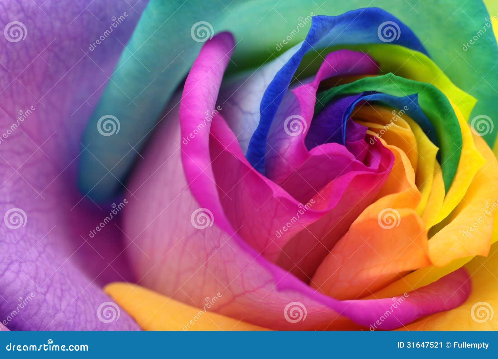 Close Up of Rainbow Rose Heart Stock Image - Image of petal, closeup ...
