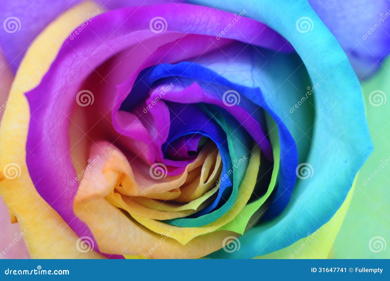 Close Up of Rainbow Rose Heart Stock Image - Image of orange, freshness ...