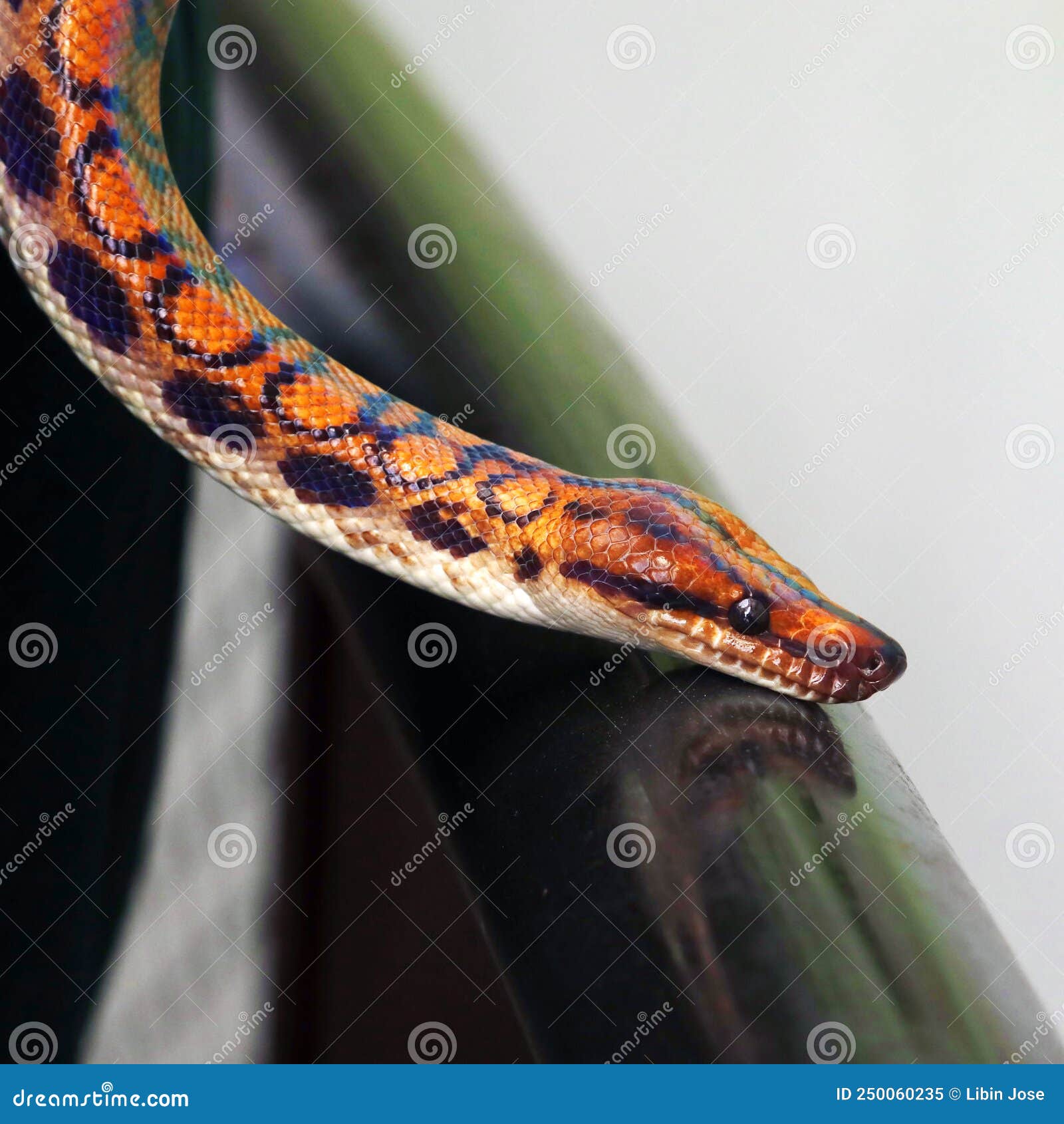 Close Up of a Rainbow Snake Head. Its Can Reflect Sunlight into a ...
