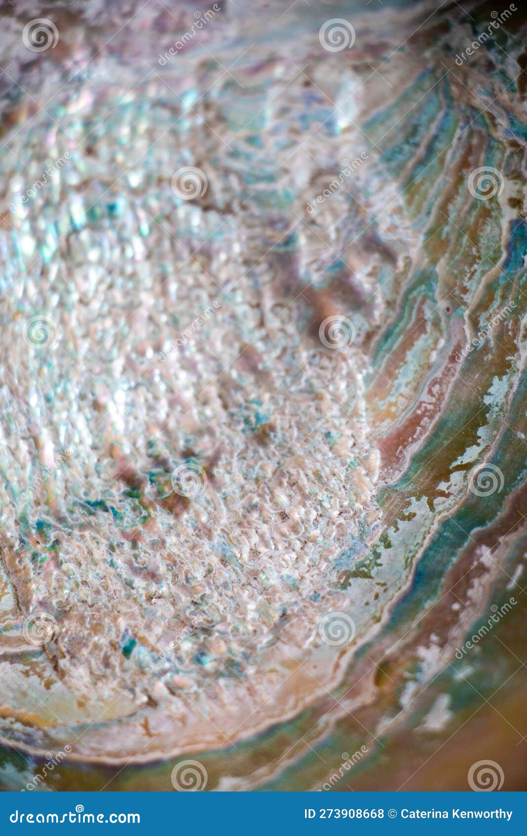 Close Up Rainbow Texture of an Abalone Shell Stock Photo - Image of ...