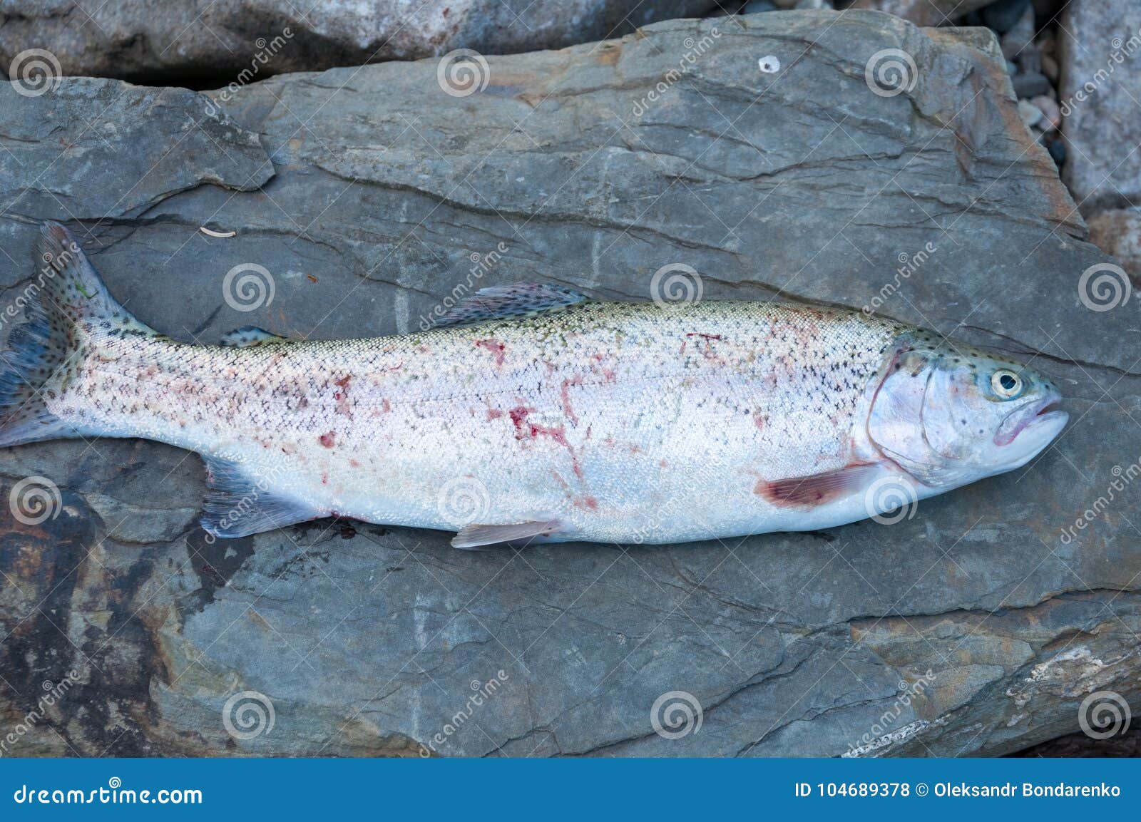 Close up of rainbow trout stock photo. Image of fishing - 104689378