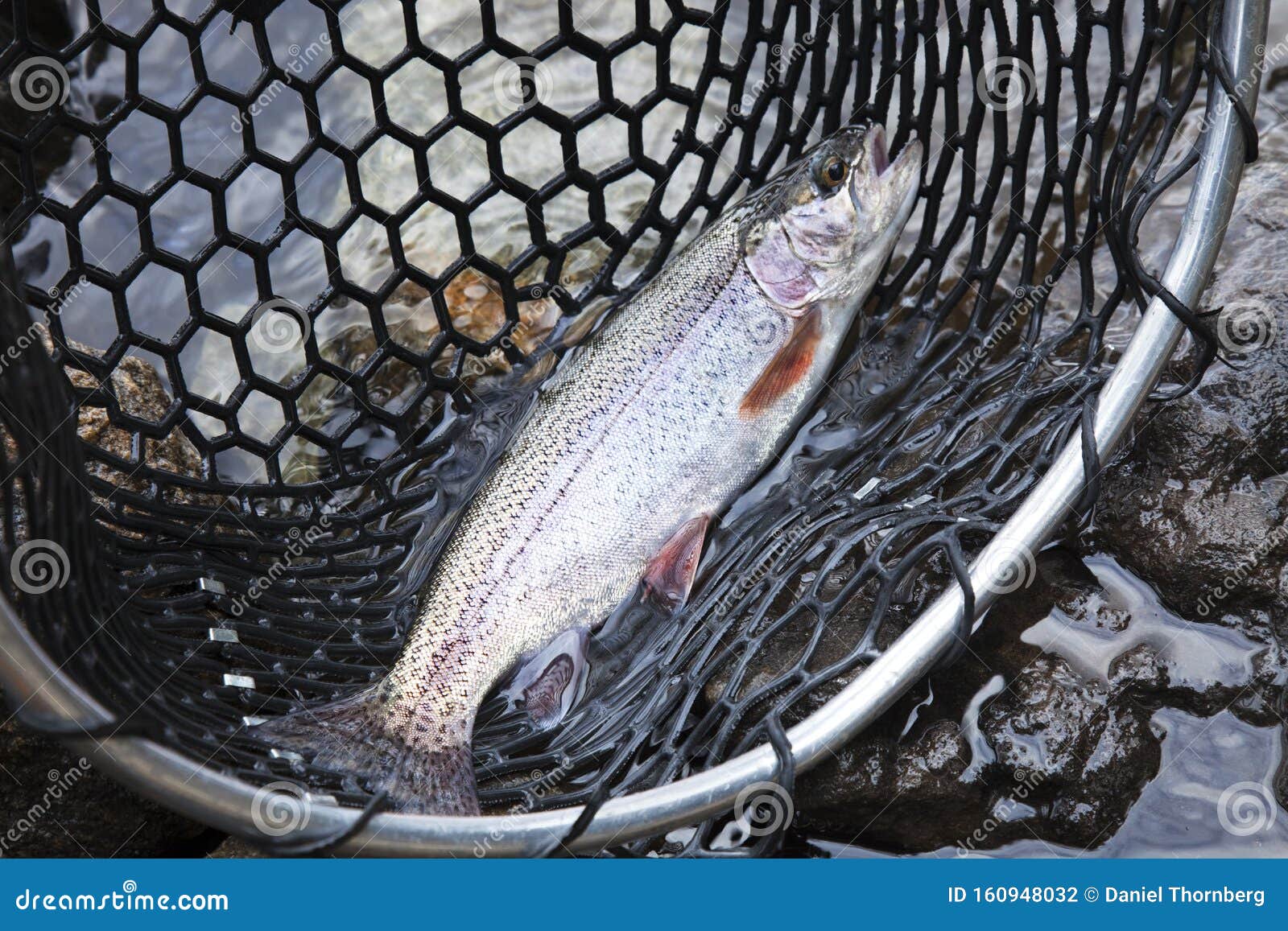 Close Up of Rainbow Trout in a Landing Net Stock Photo - Image of north ...