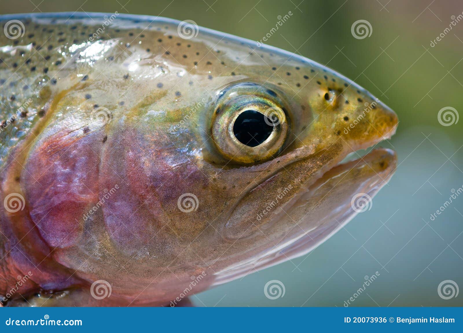 Close Up of a Rainbow Trout S Head Stock Photo - Image of stream ...