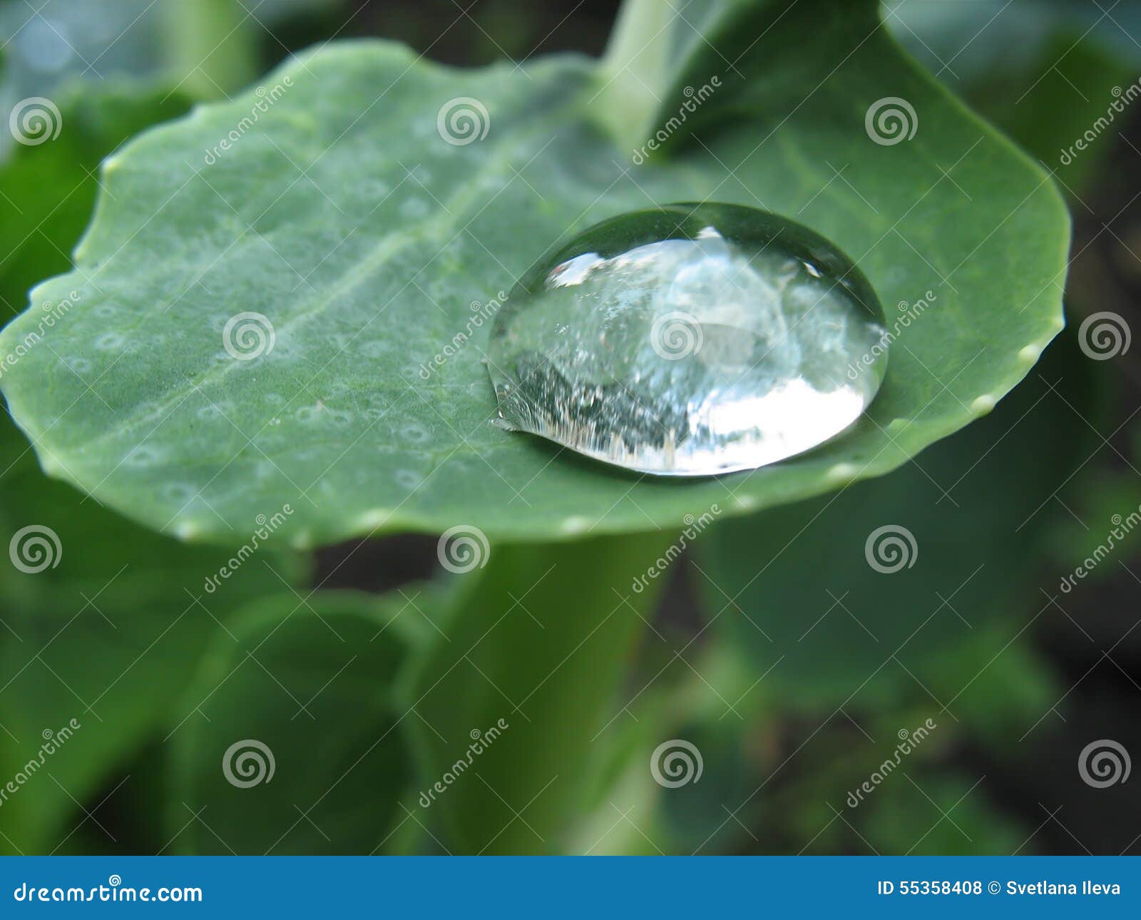 Close-up of Raindrop on Green Leaf Stock Photo - Image of macro, plants ...