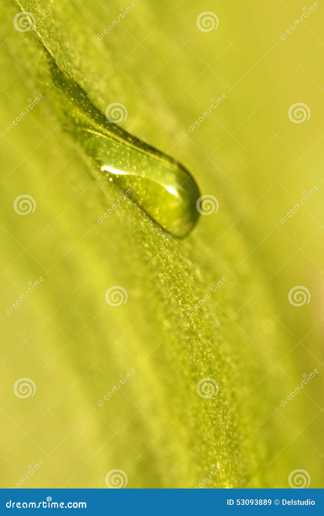 CLose up of a raindrop stock image. Image of organic - 53093889