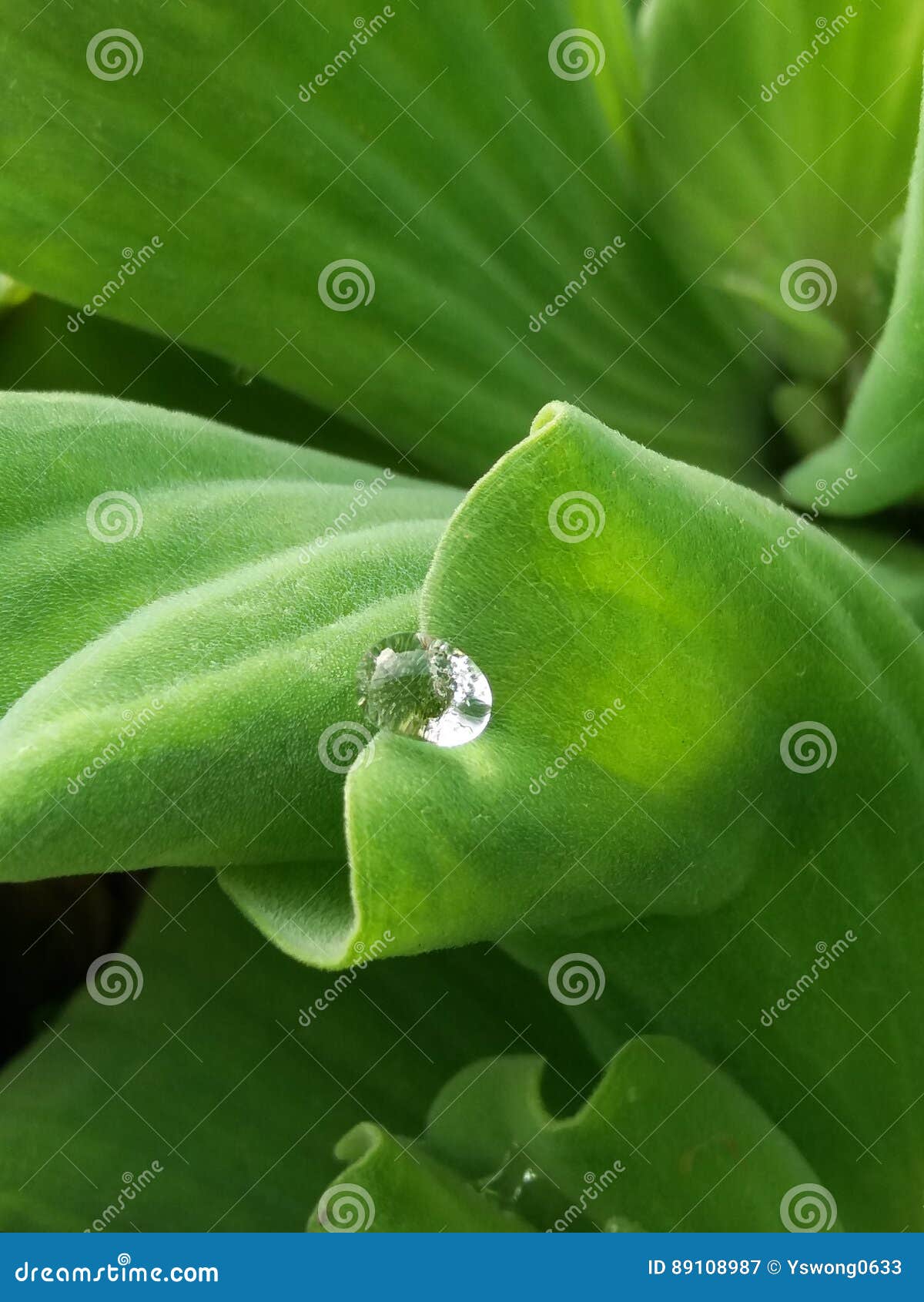 Close up of raindrop stock image. Image of natural, green - 89108987