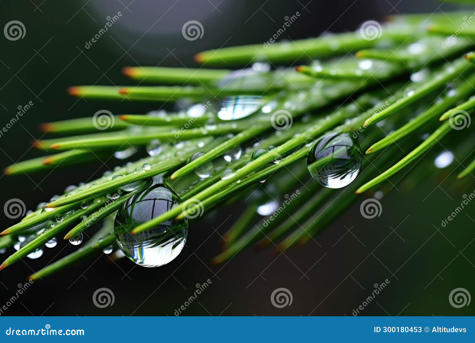 Close-up of a Raindrop on a Pine Needle Reflecting a Forest Stock Image ...
