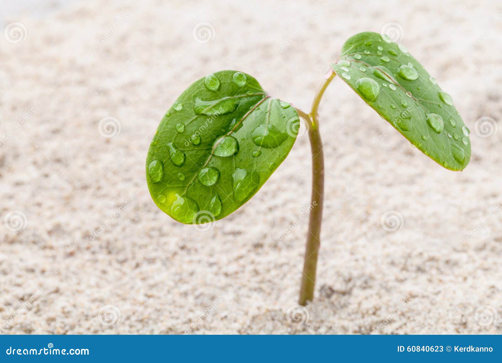 Close Up Raindrop on Young Plant Growing in Spring Time. Stock Image ...