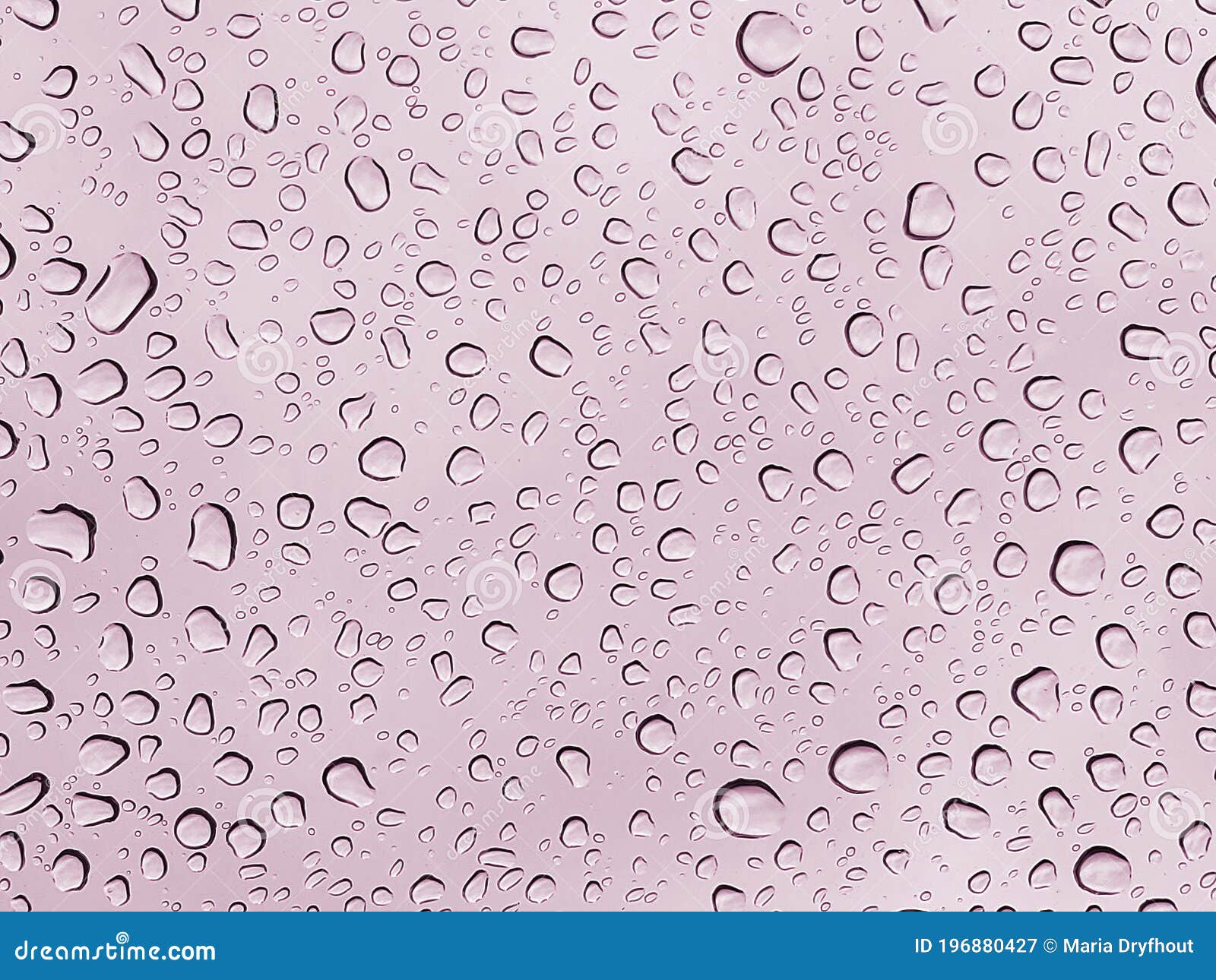 Raindrops on blush pink stock image. Image of clean - 196880427