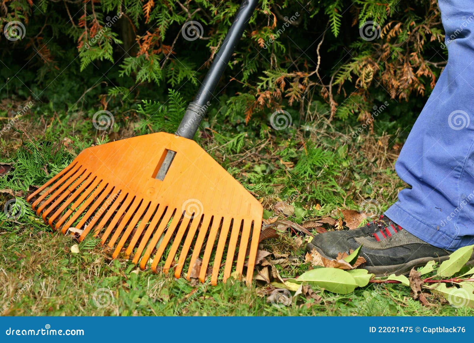 Close up of a rake stock image. Image of raking, cleanup - 22021475