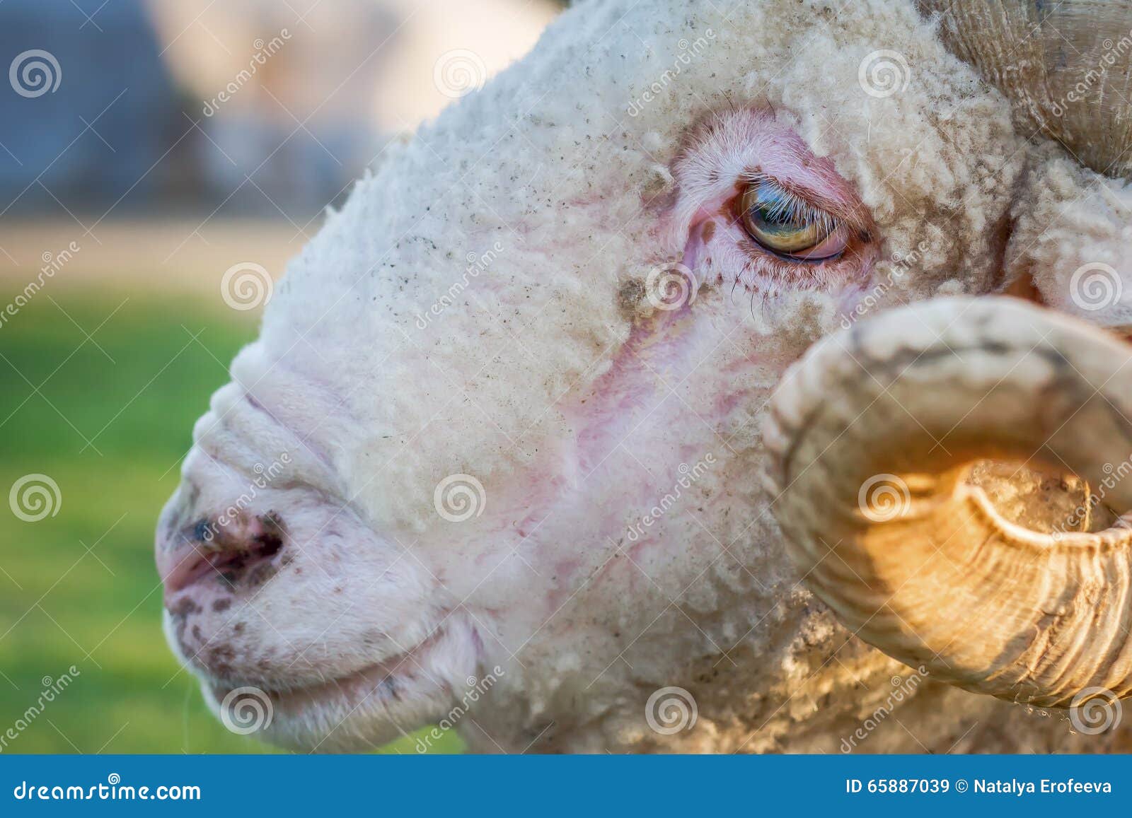 Close-up of a ram head stock image. Image of healthy - 65887039