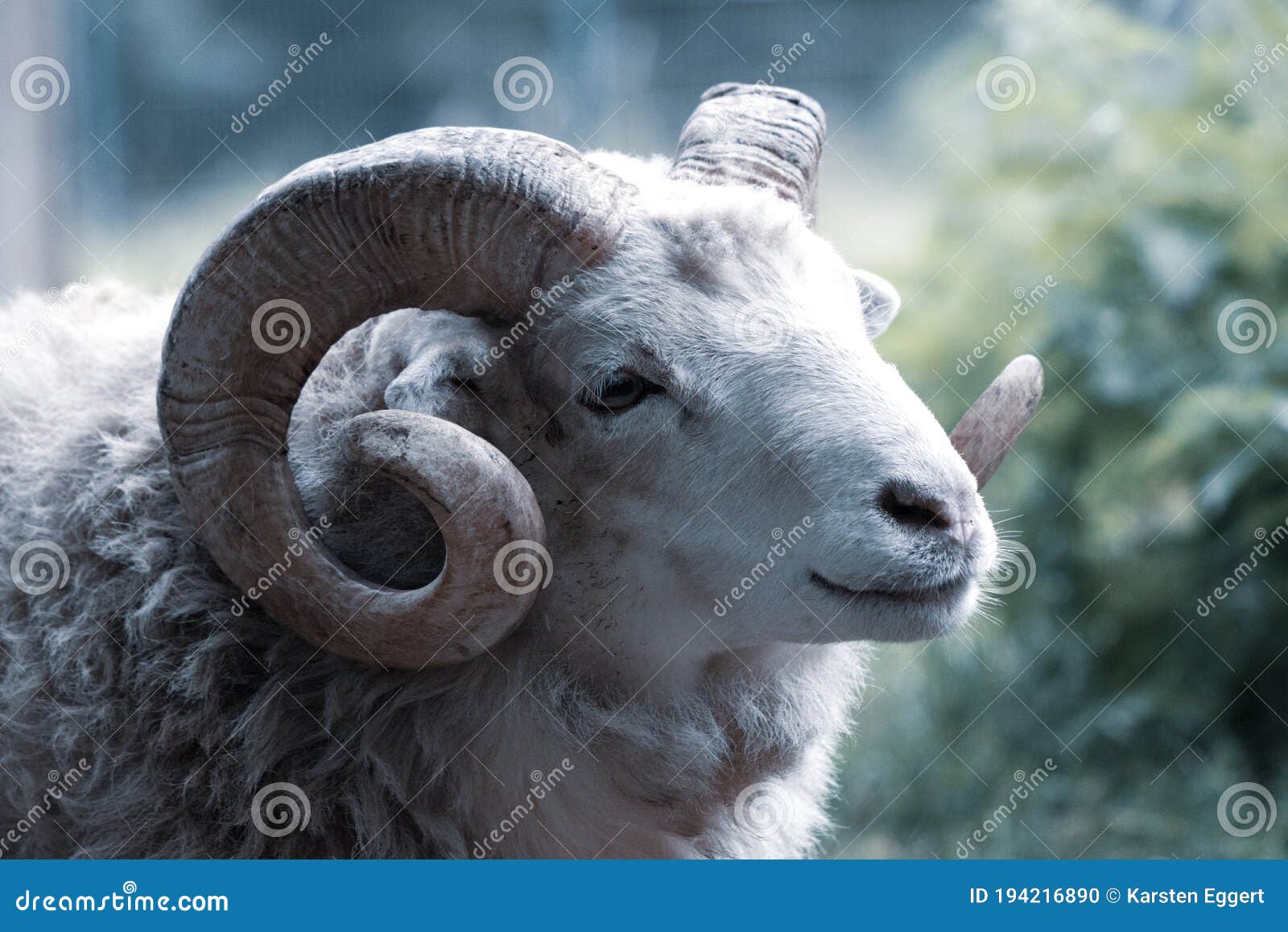 Close-up of a Ram with Its One Powerful Horn Stock Photo - Image of ...