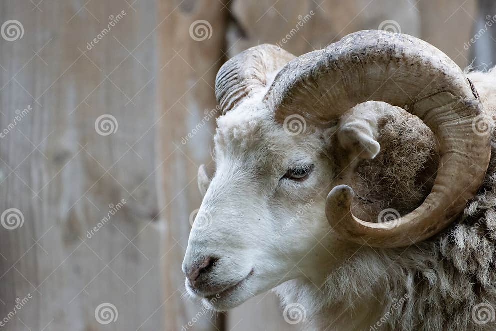 Close-up of a Ram with Its One Powerful Horn Stock Photo - Image of ...