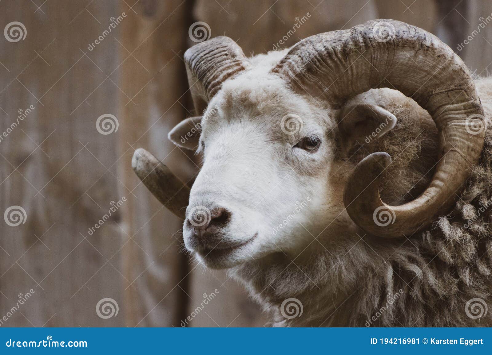 Close-up of a Ram with Its One Powerful Horn Stock Image - Image of ...