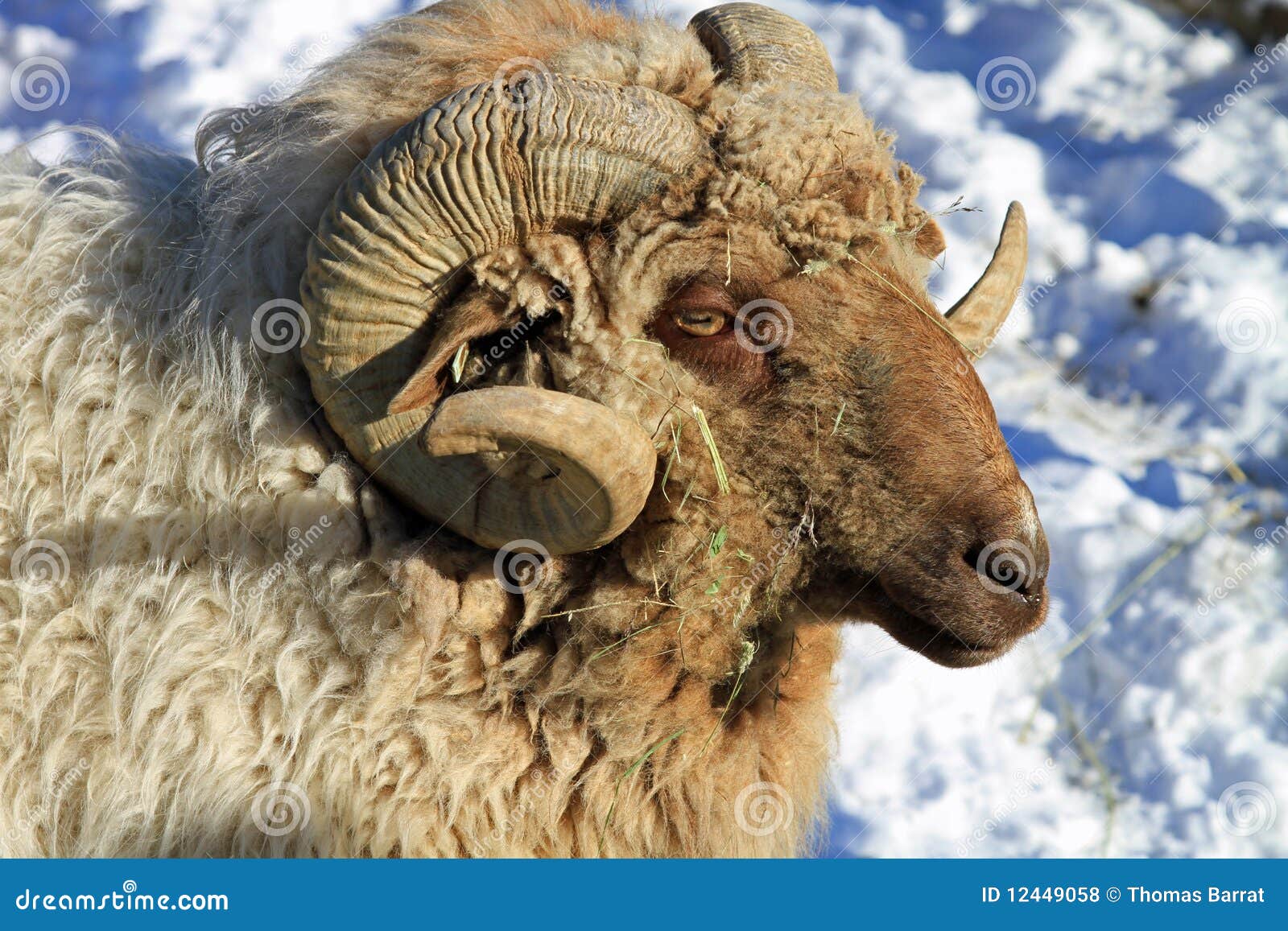 Close-up of a ram s head stock photo. Image of mountains - 12449058