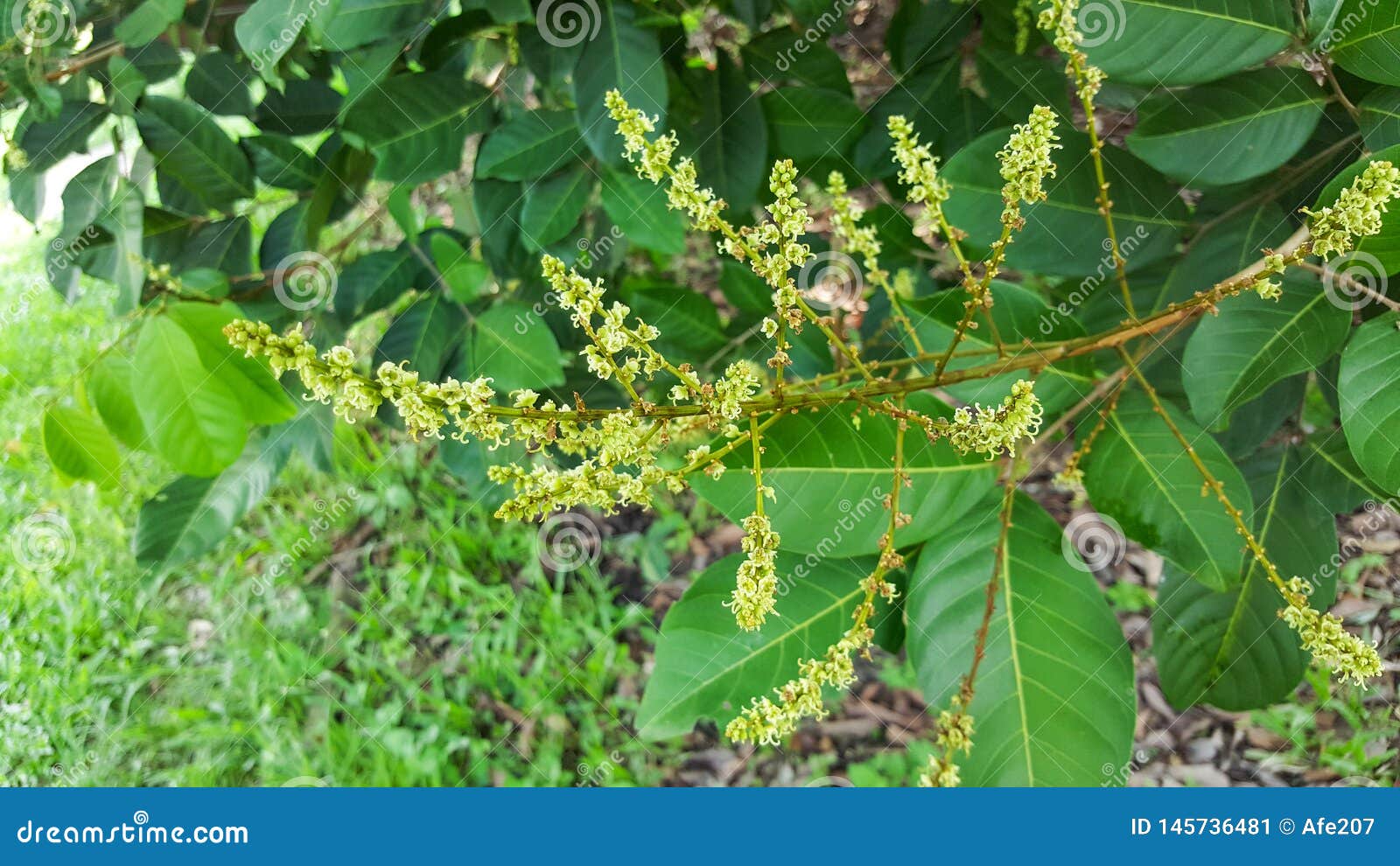 Close-up Rambutan Flower in Garden Stock Image - Image of nasan, fruit ...