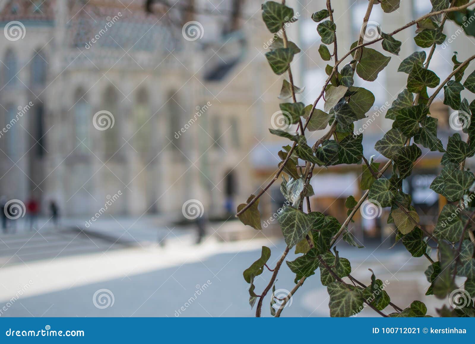 Close up of ranking ivy stock image. Image of indoor - 100712021