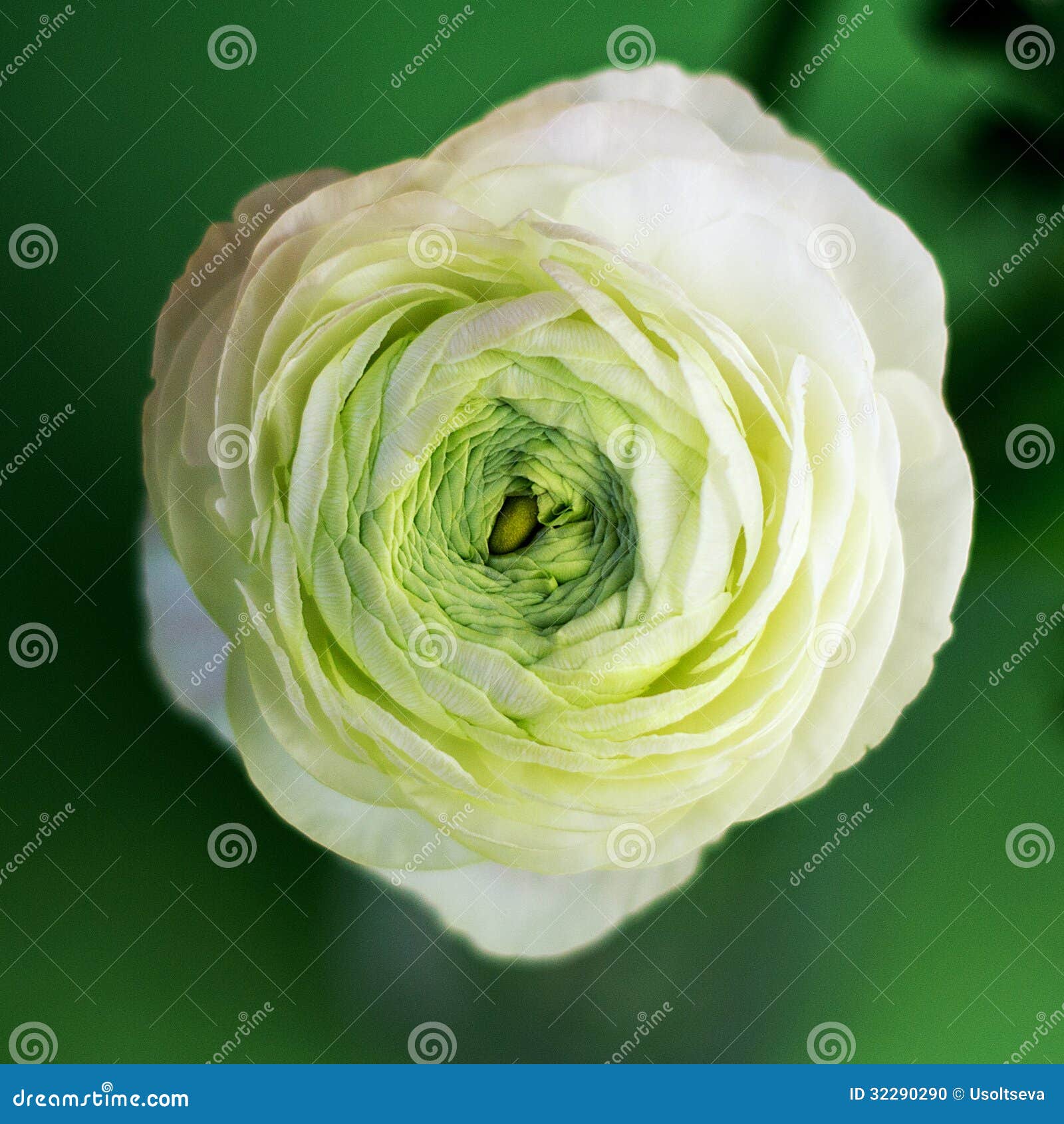 Close up of ranunculus stock photo. Image of ranunculus - 32290290
