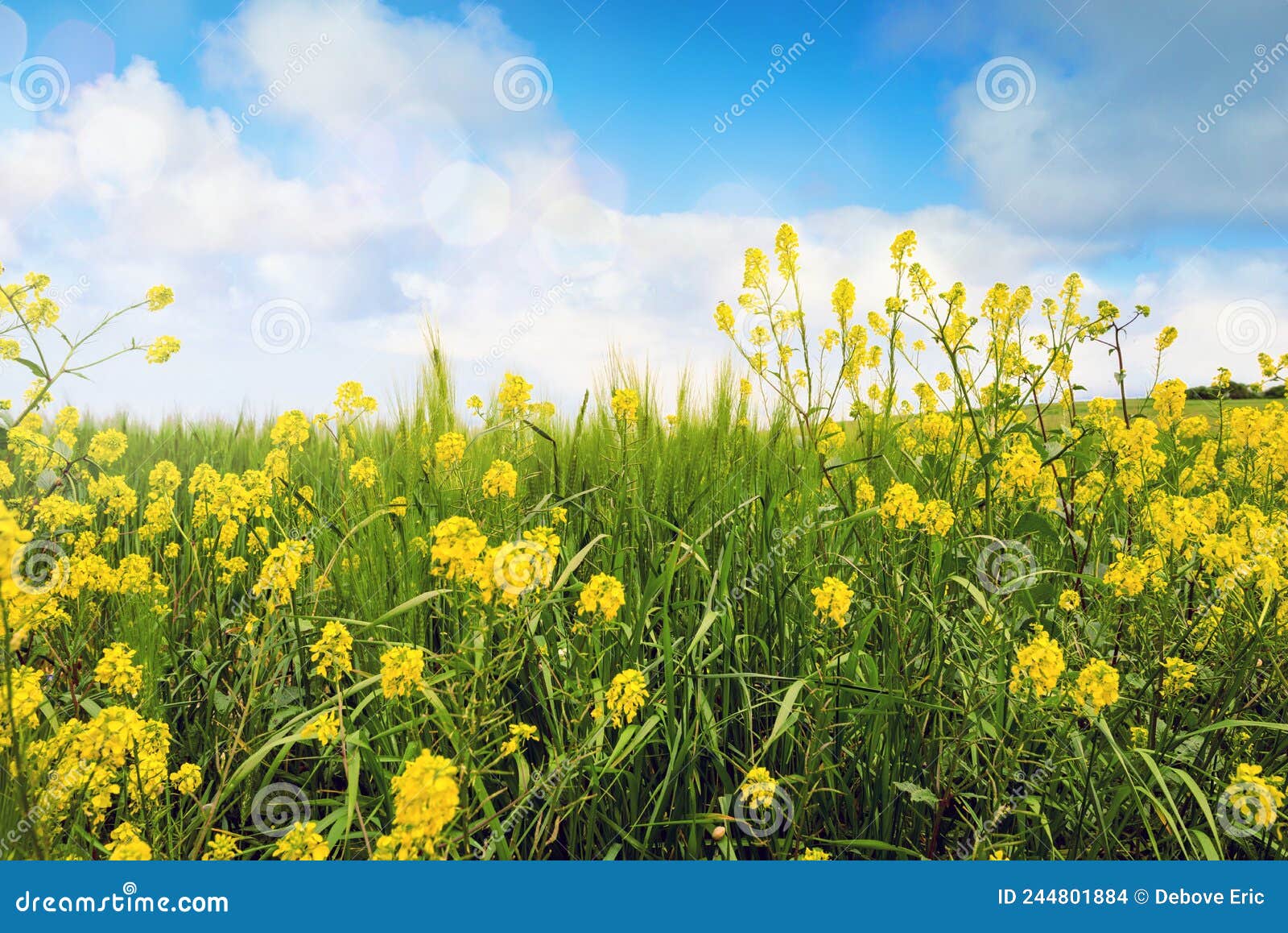 Fields of Rapeseed in Bloom in Close Up Stock Photo - Image of france ...