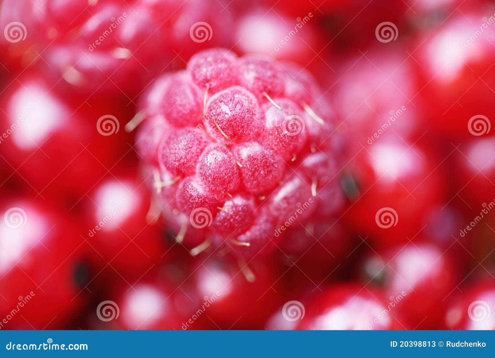 Close up raspberry stock image. Image of background, vegetarian - 20398813