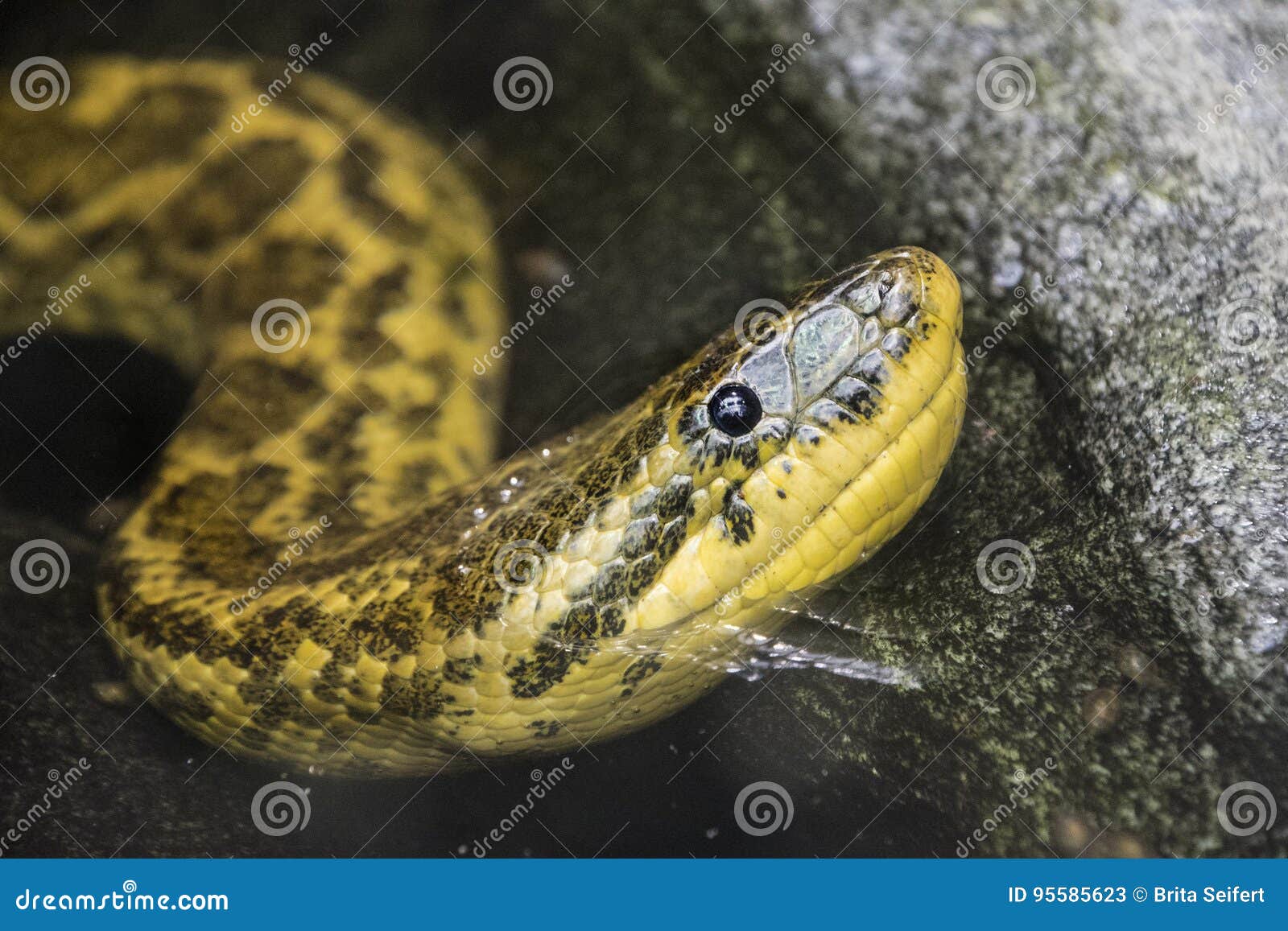 Close up of Rat Snake stock image. Image of crawl, dangerous - 95585623
