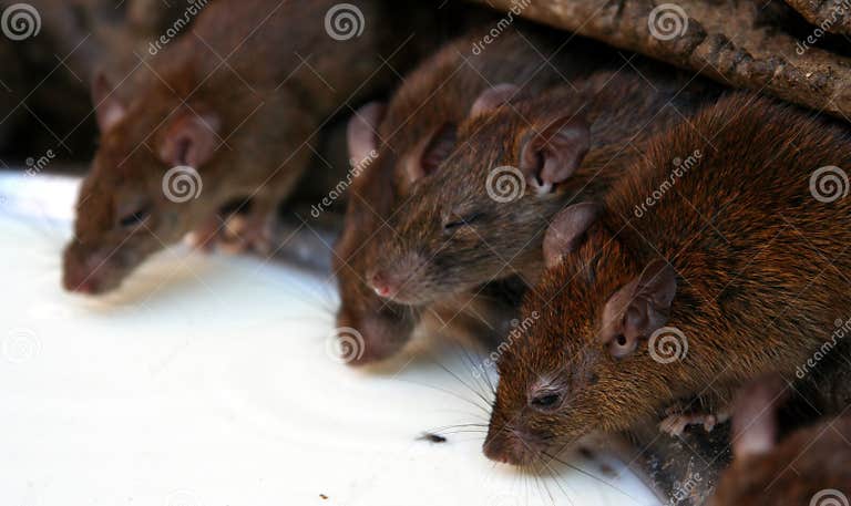 Close Up of Rats Drinking Milk Stock Image - Image of deshnok, bowl ...