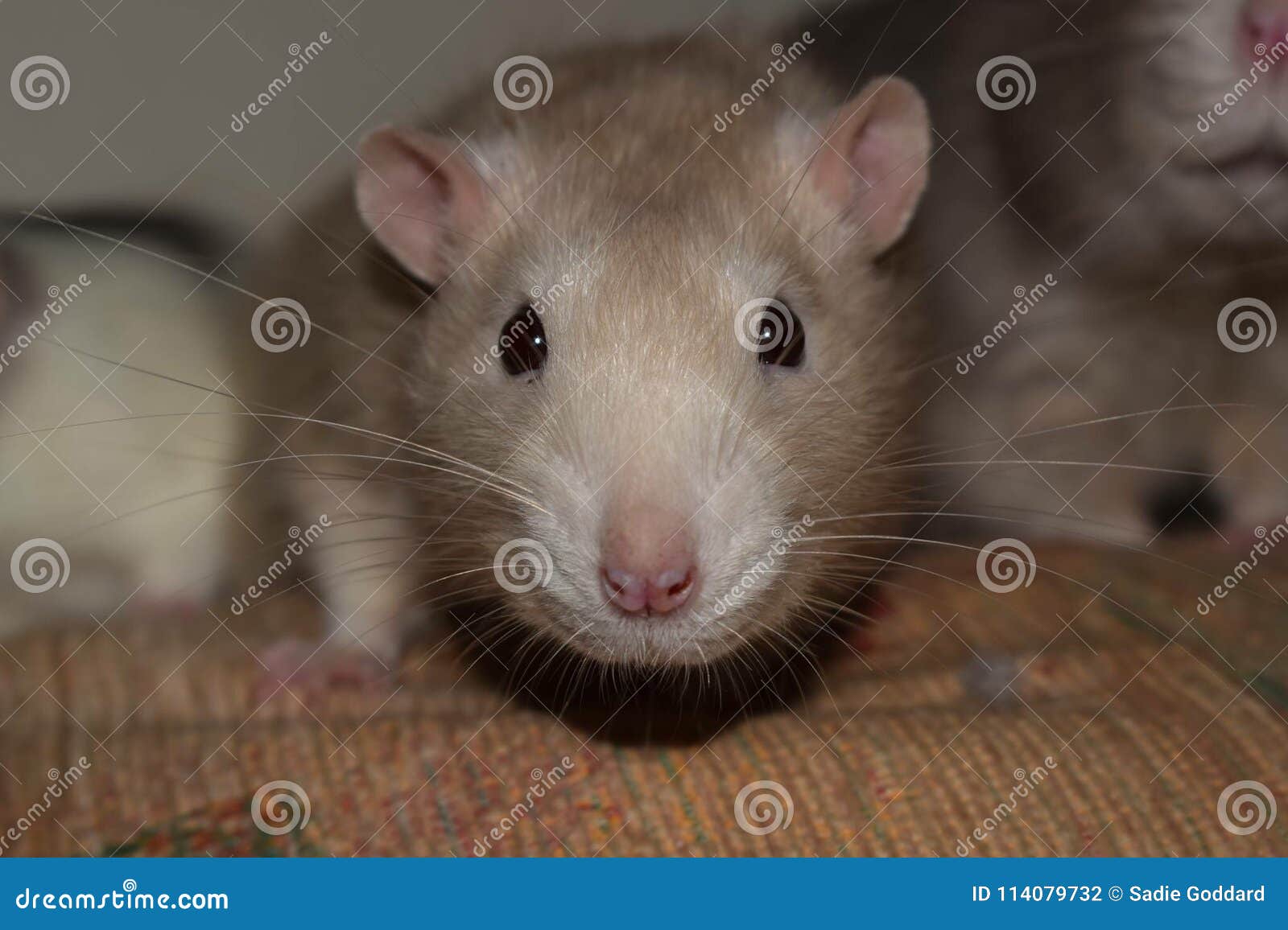 Close up stock photo. Image of rats, close, face, animal - 114079732