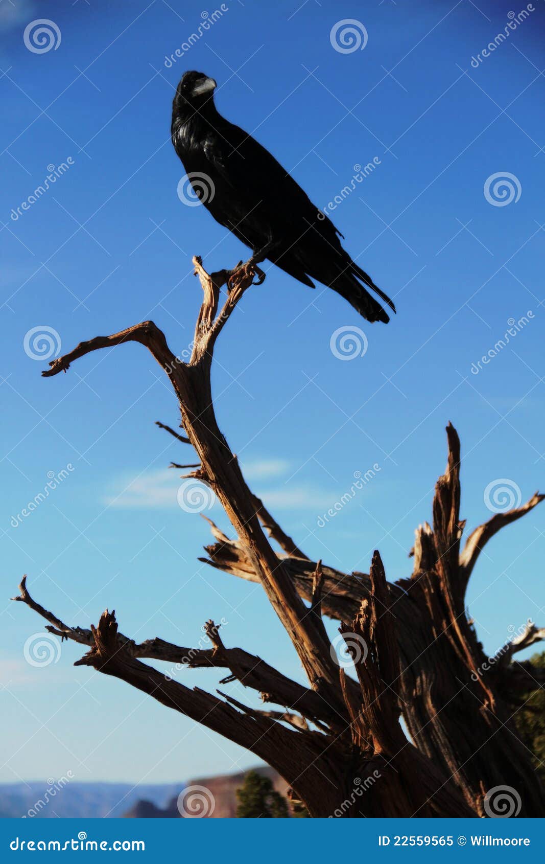 Close up raven stock image. Image of vegas, grand, bird - 22559565