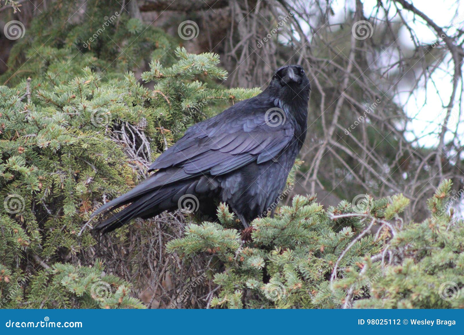Close Up of Raven in Banff stock photo. Image of feathers - 98025112
