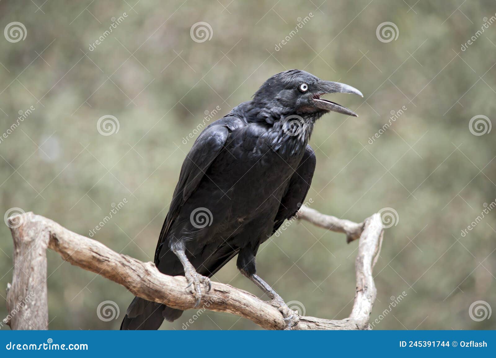 This is a Close Up of a Raven Stock Photo - Image of raven, bird: 245391744