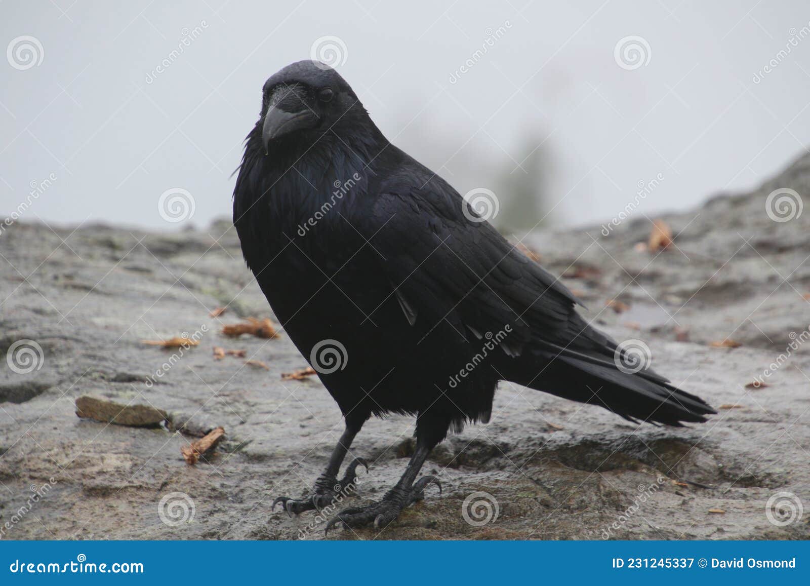 A Close Up of a Raven Facing the Camera Stock Image - Image of animal ...