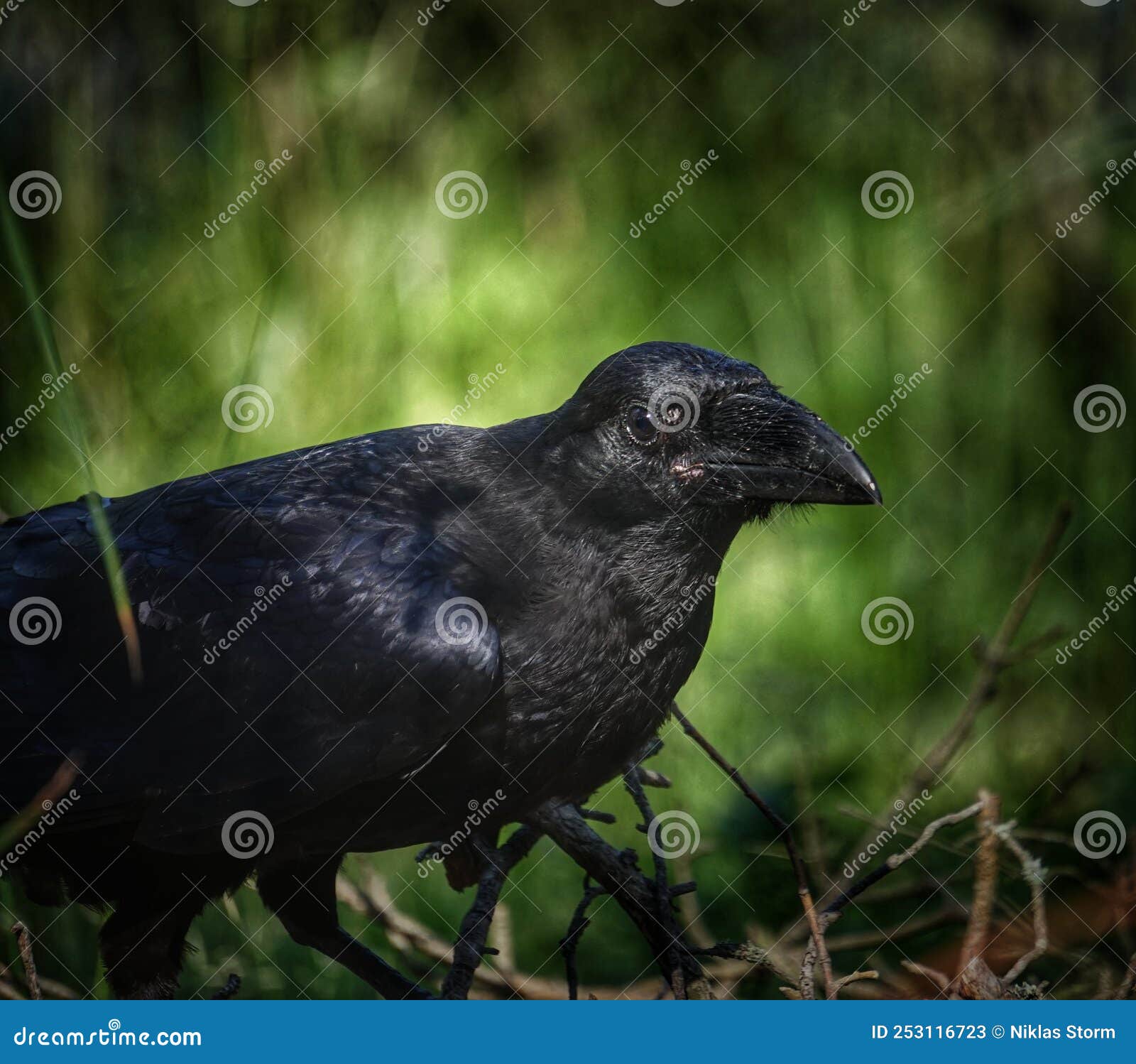 Close-up of Raven Perching on Ground Stock Image - Image of close ...